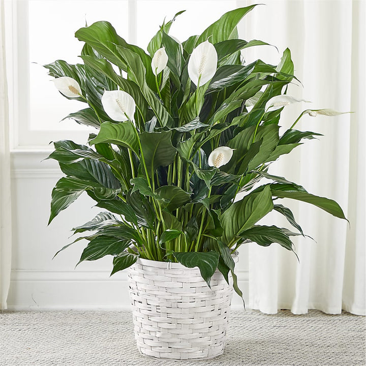 Seminole Florist | Same Day Flower Delivery by Seminole Florist